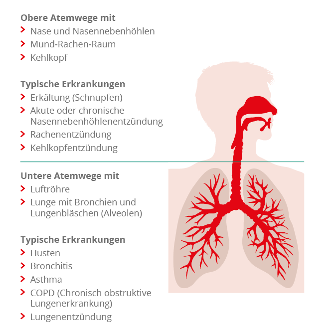 Unsere Atemwege – eine Schutzbarriere | aponorm